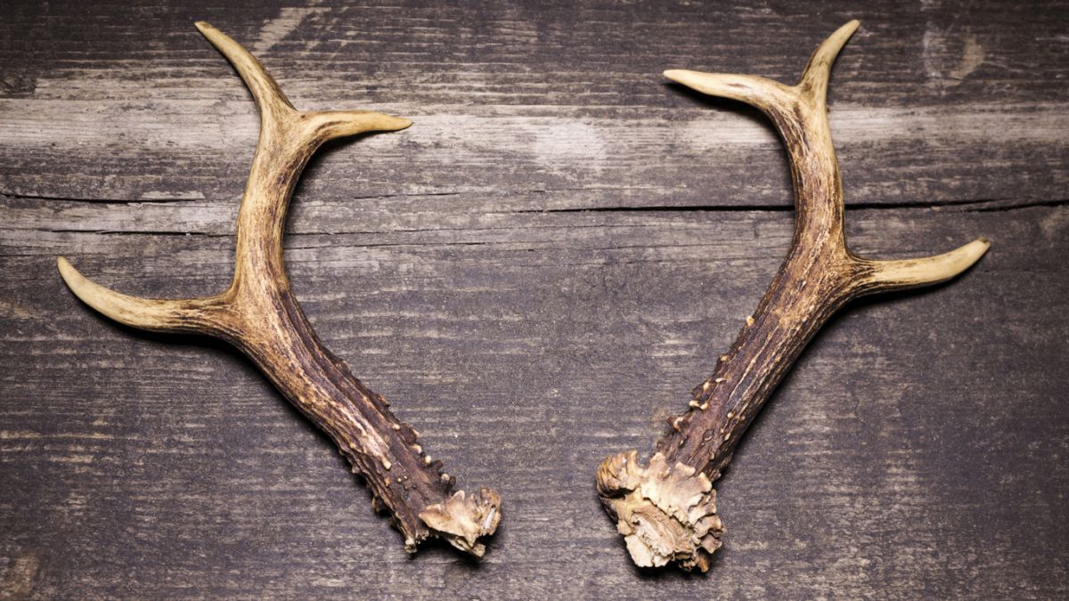 Taruca: Facts And About The North Andean Huemul