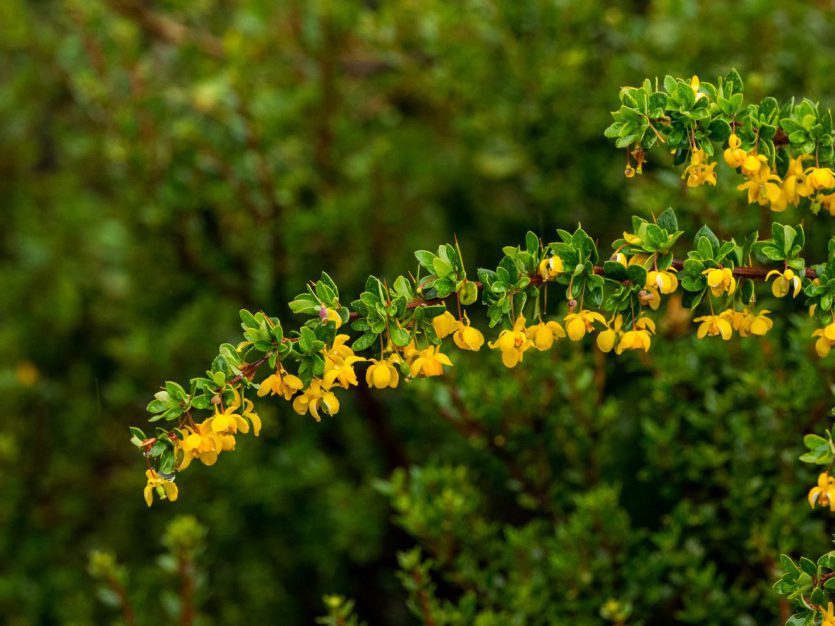 Native Patagonia Flowers and Where to Find Them