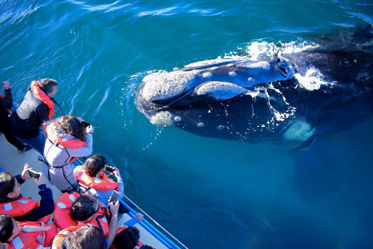 The Valdes Peninsula and its many attractions
